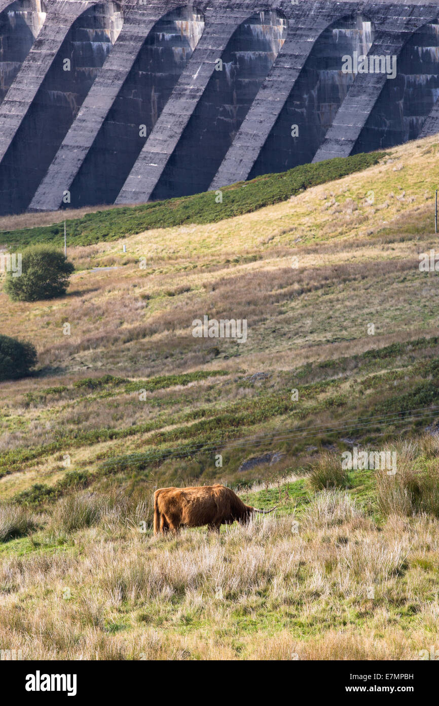 Highland cow grazing in the Welsh hills, with the dam wall of the Nant ...