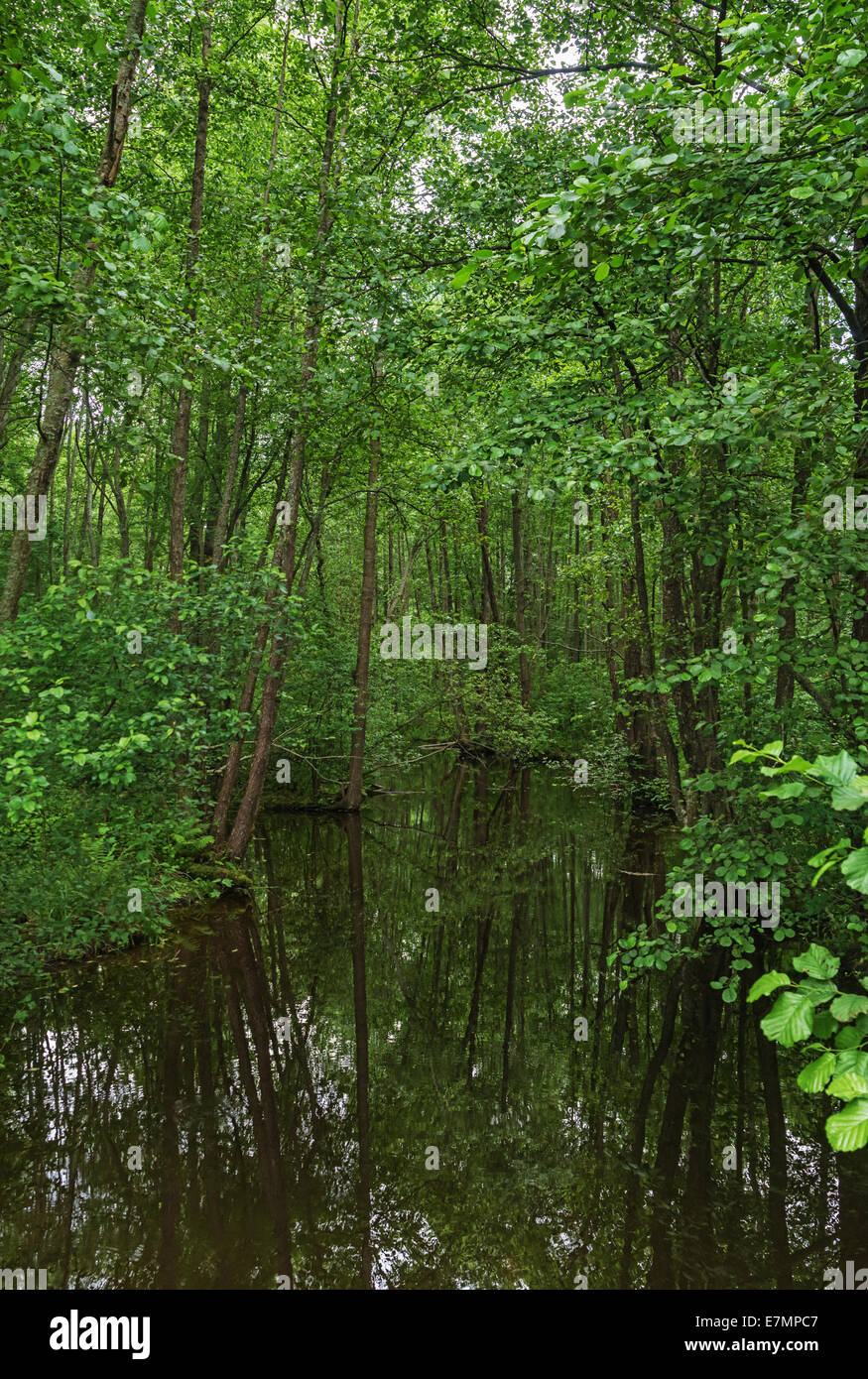 Plough fish hi-res stock photography and images - Alamy