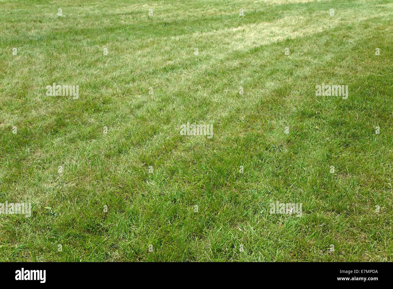 Backyard grass hi-res stock photography and images - Alamy