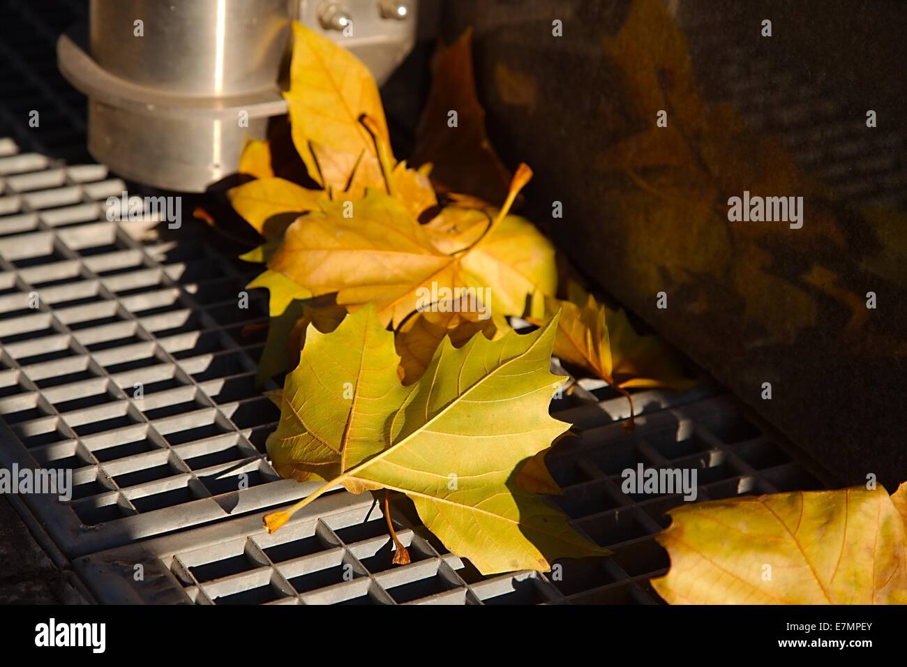 Fallen tree leaf hi-res stock photography and images - Alamy