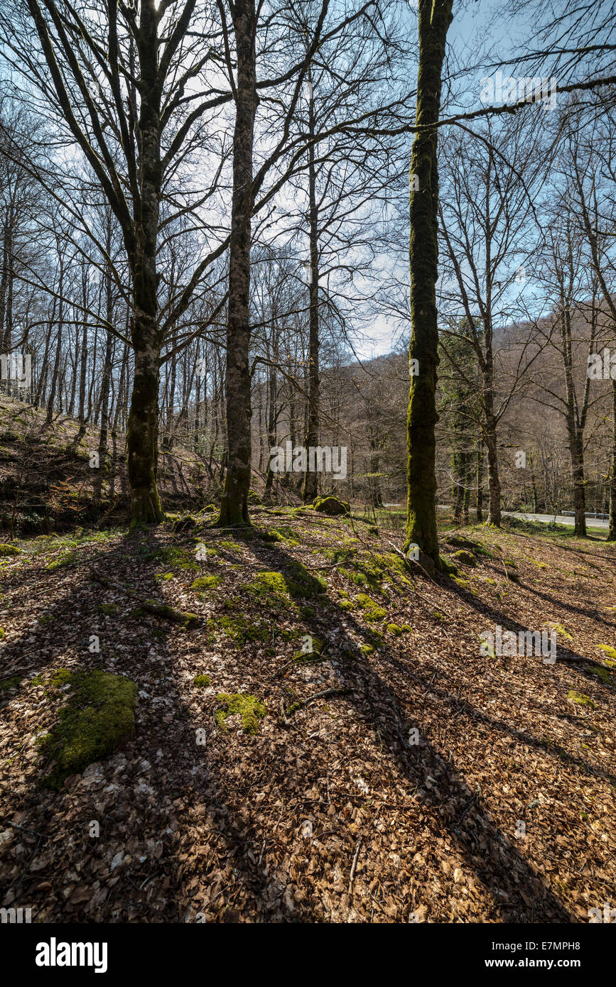 Compostela valley hi-res stock photography and images - Alamy