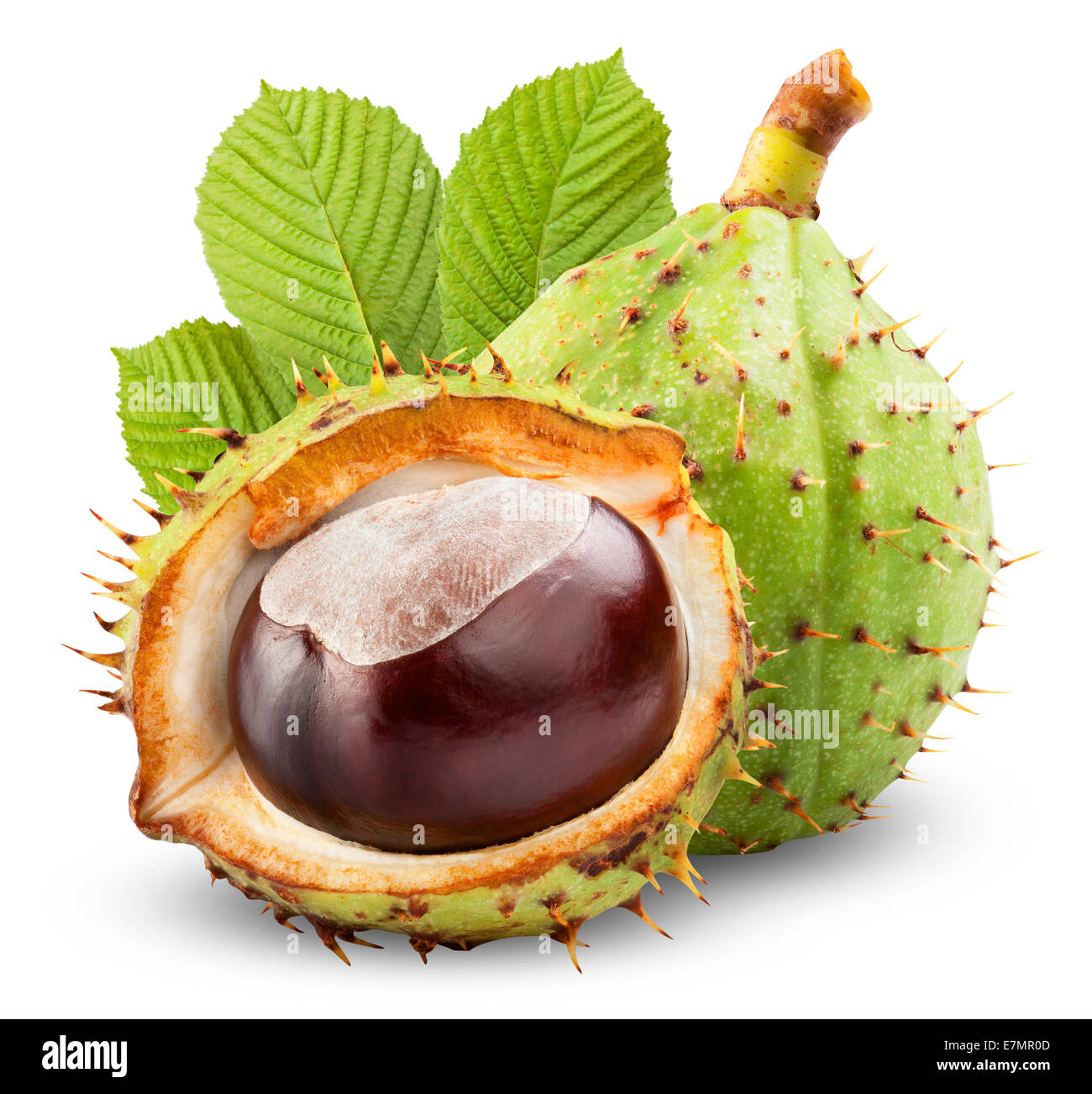 chestnut with crust on a white background. Clipping Path Stock Photo ...