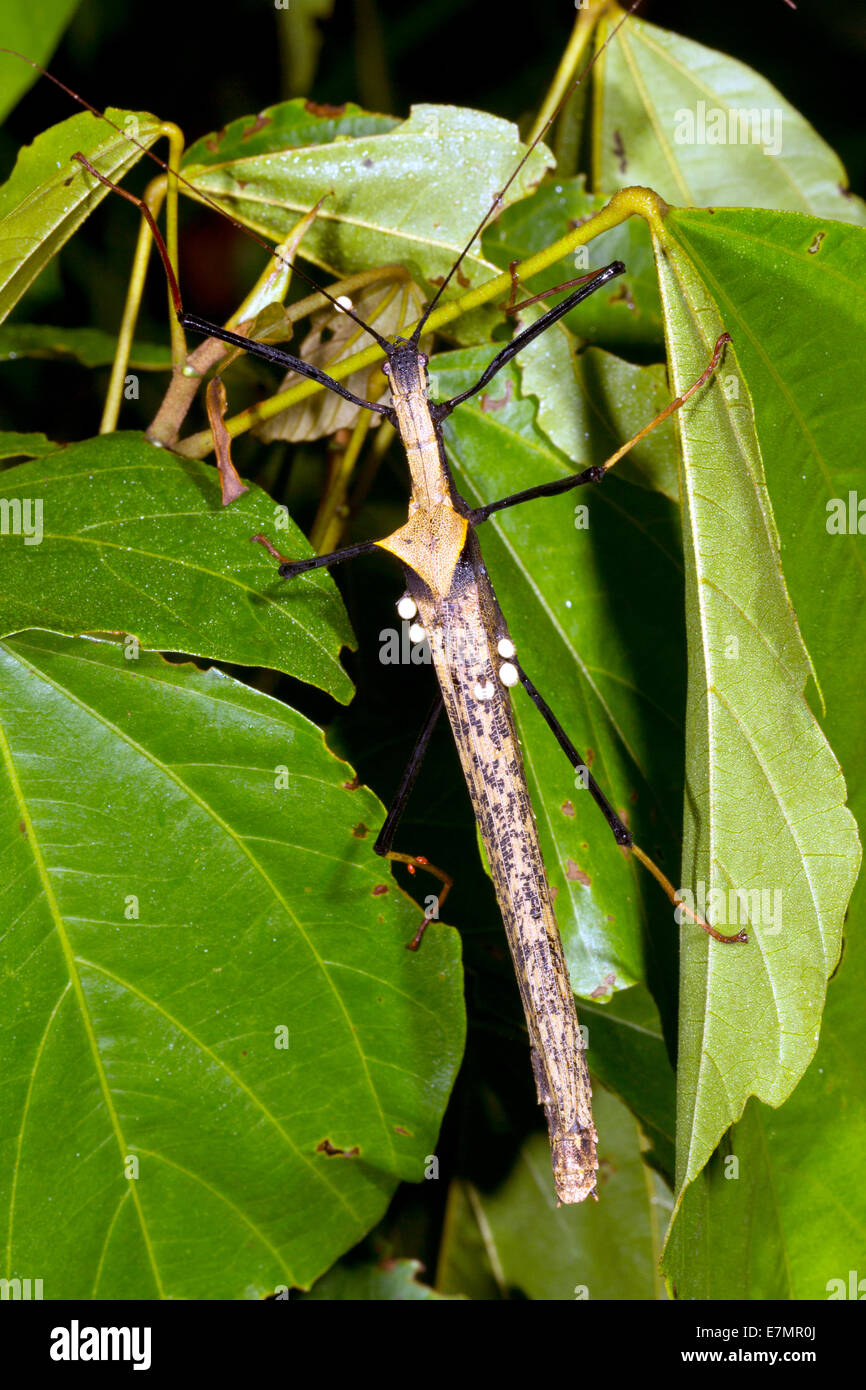 Amazonian stick insect (Pseudophasma bispinosa) in rainforest ...