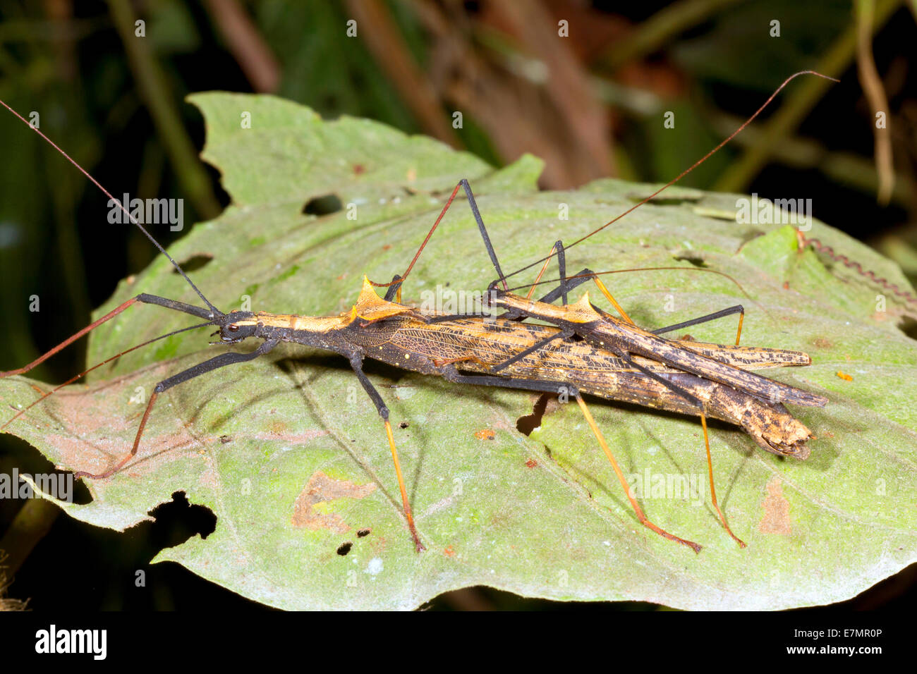 Amazonian stick insect (Pseudophasma bispinosa) Pair mating in the ...