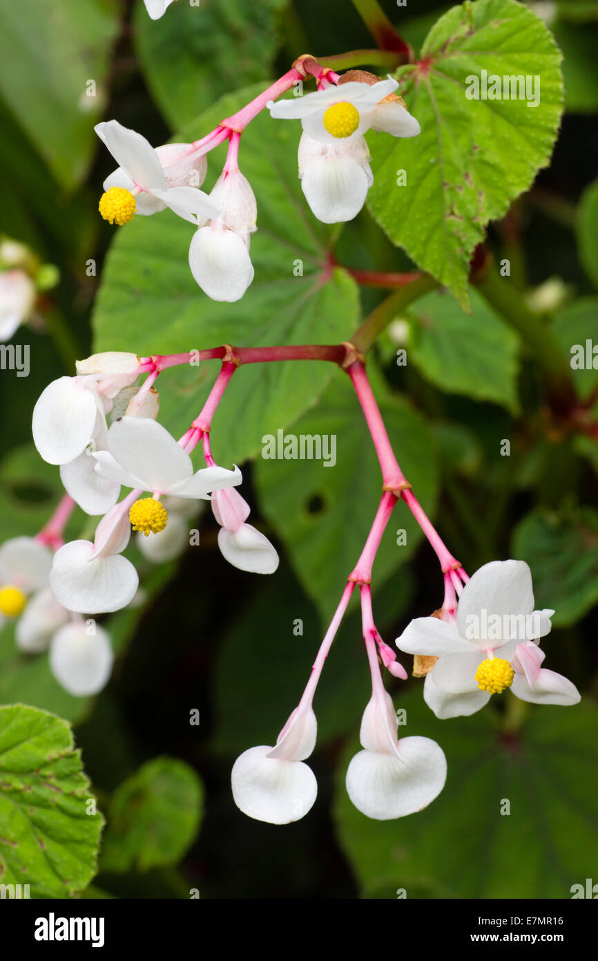 Begonia grandis evansiana alba hi-res stock photography and images - Alamy