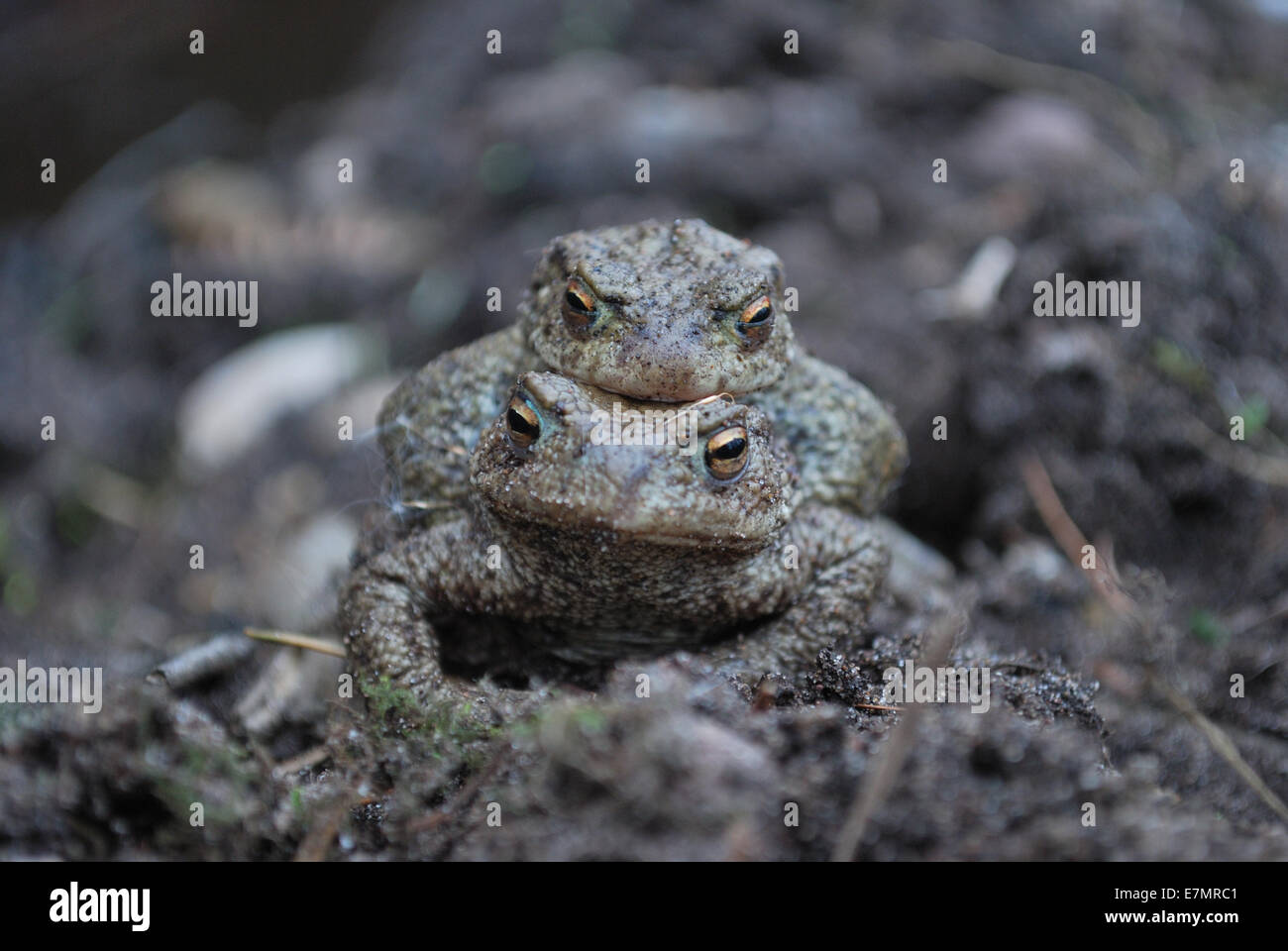 Mating toads hi-res stock photography and images - Alamy