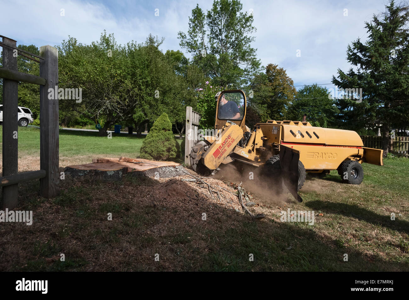 A man using a Rayco model Super RG50 4X4 Stump Grinder to remove a tree ...
