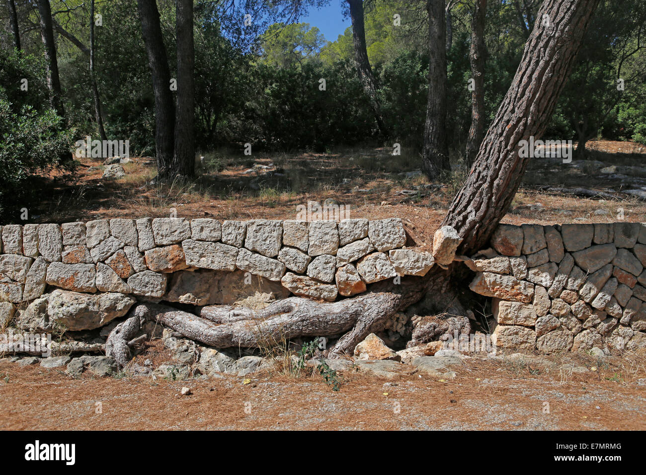 body lying tree trunk background Stock Photo - Alamy