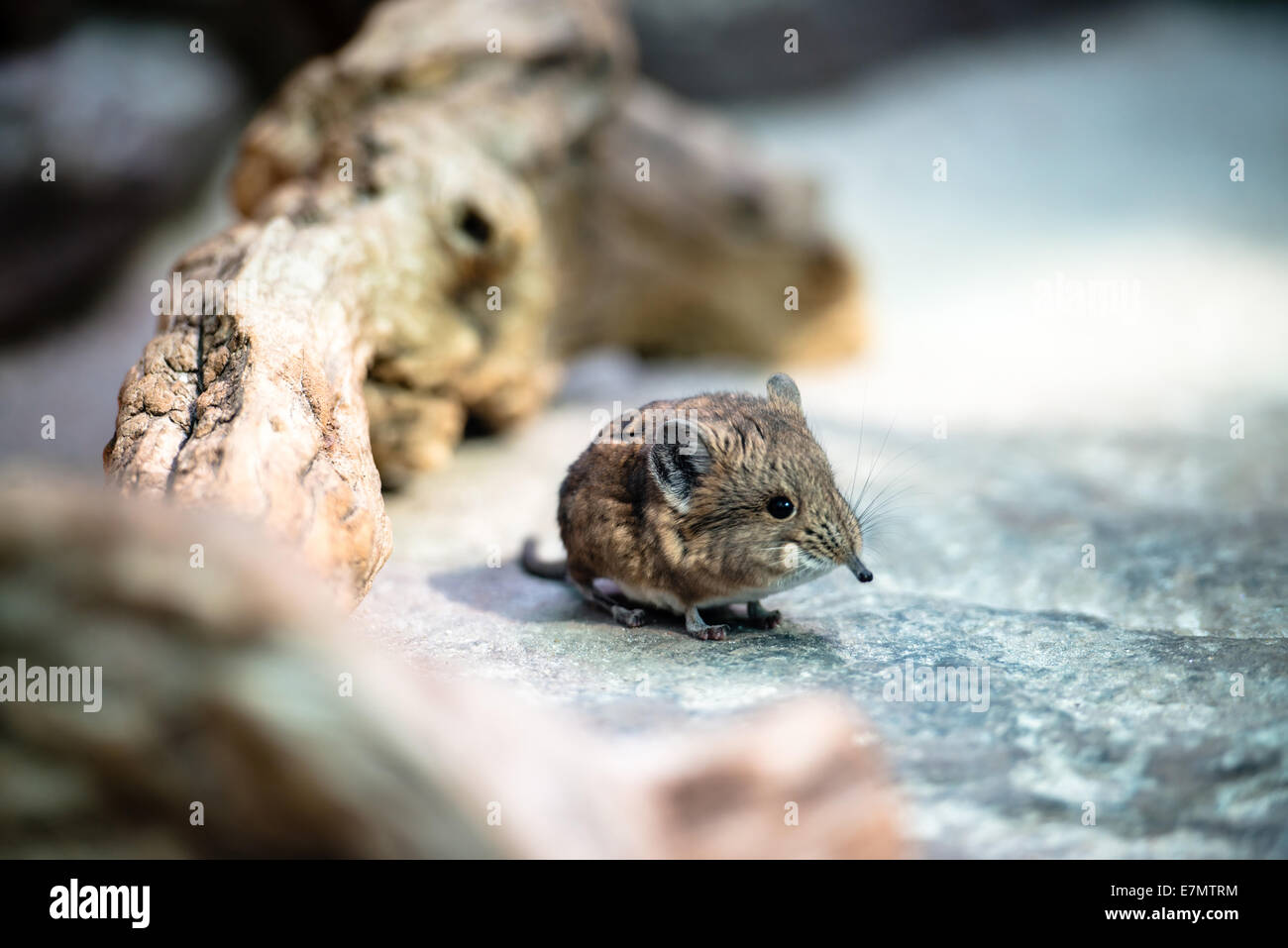 Rock elephant shrew hi-res stock photography and images - Alamy