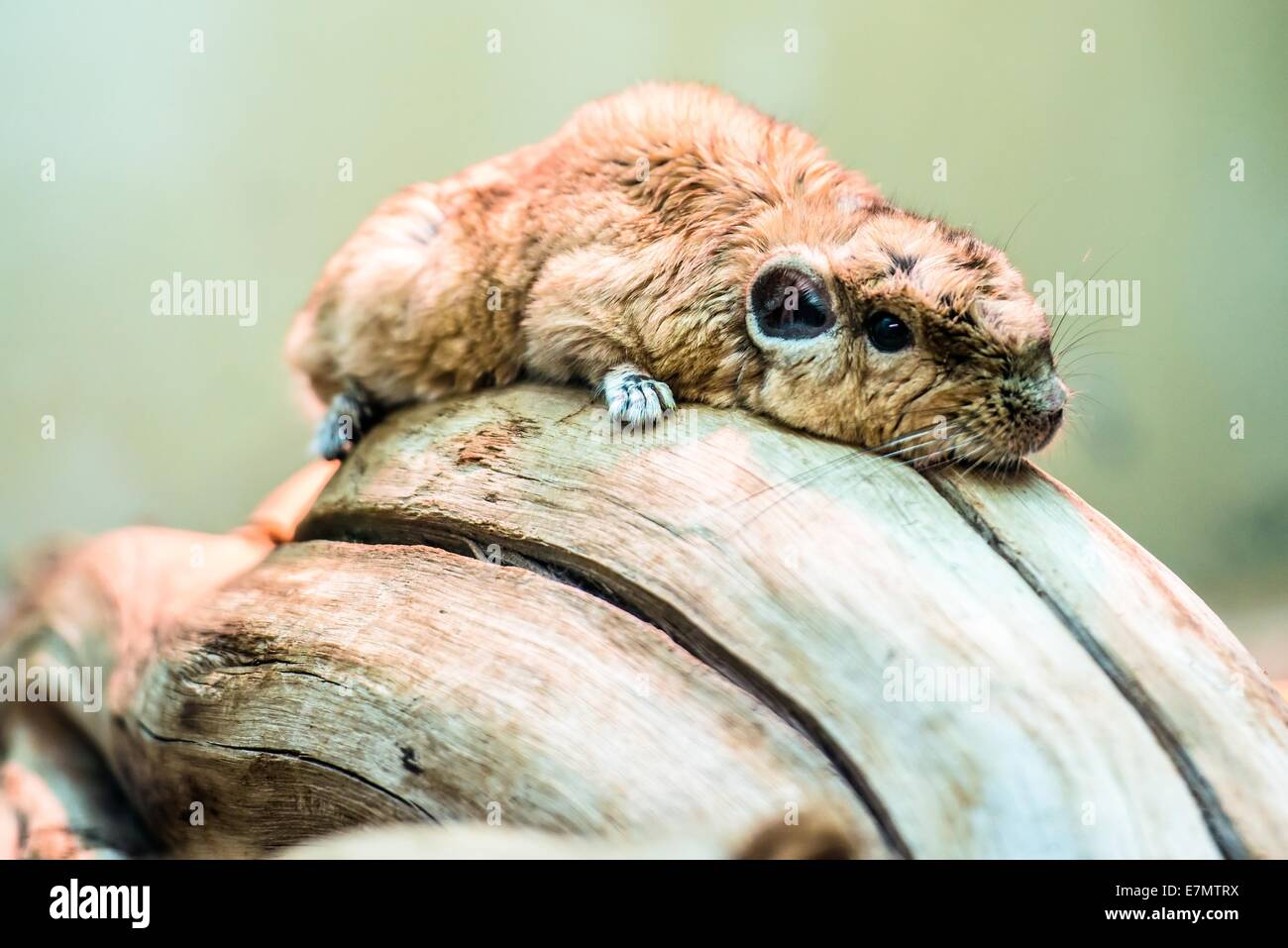 Fuzzy rat hi-res stock photography and images - Alamy