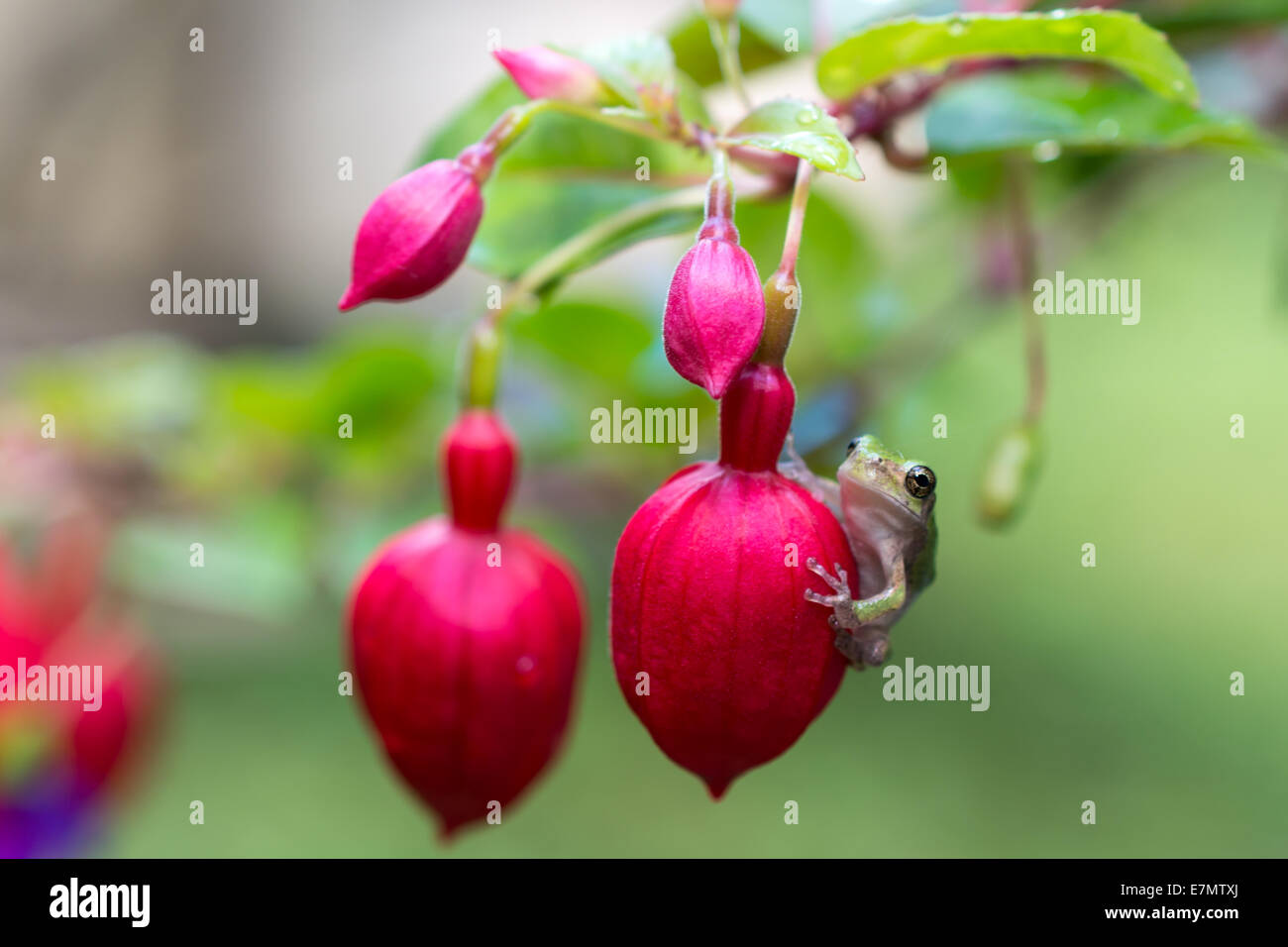 Metamorph High Resolution Stock Photography and Images - Alamy