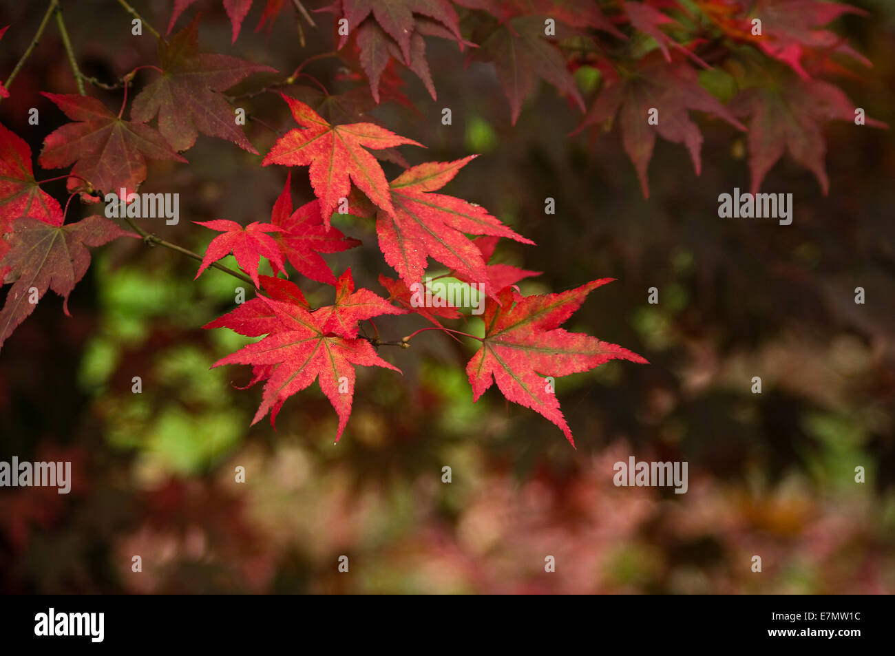 Red acer trees hi-res stock photography and images - Alamy