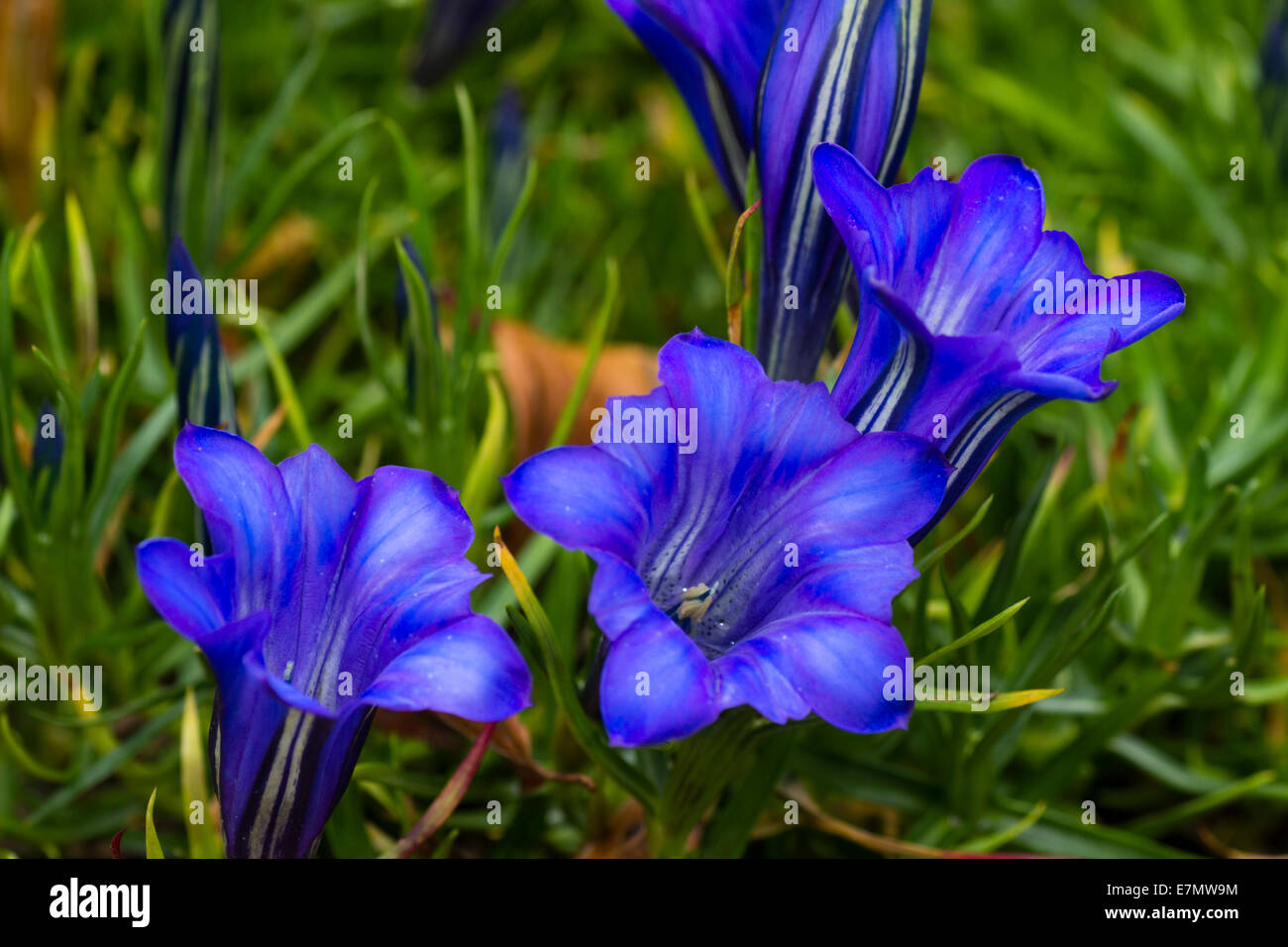 Bright blue flowers of the compact gentian, Gentiana sino-ornata 'Blue ...