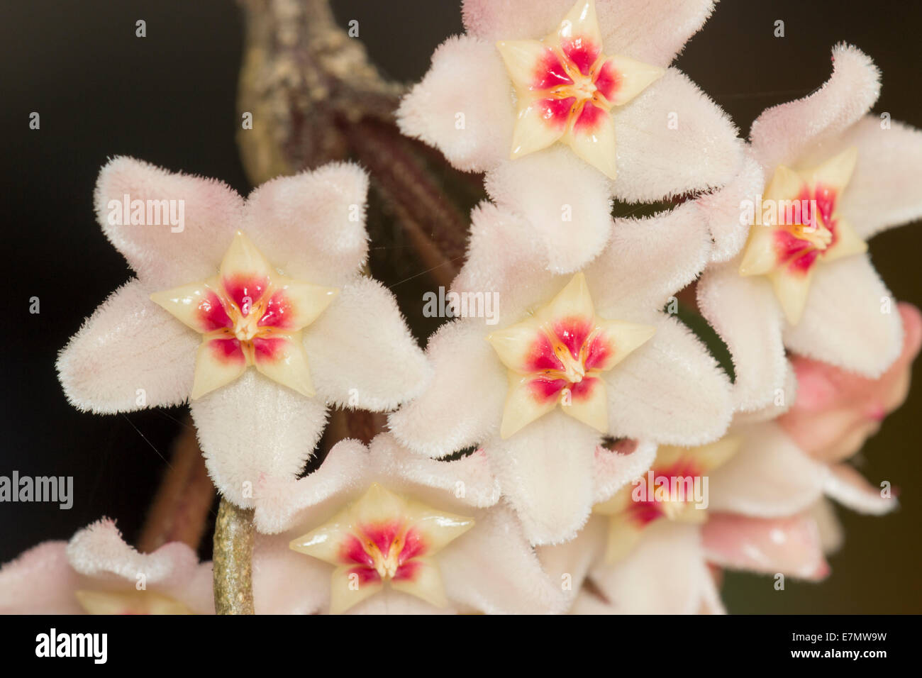 Hoya carnosa hi-res stock photography and images - Alamy