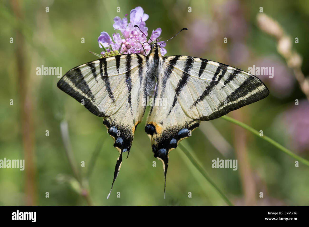 A Scarce Swallowtail butterfly (Iphiclides podalirius) nectaring in ...