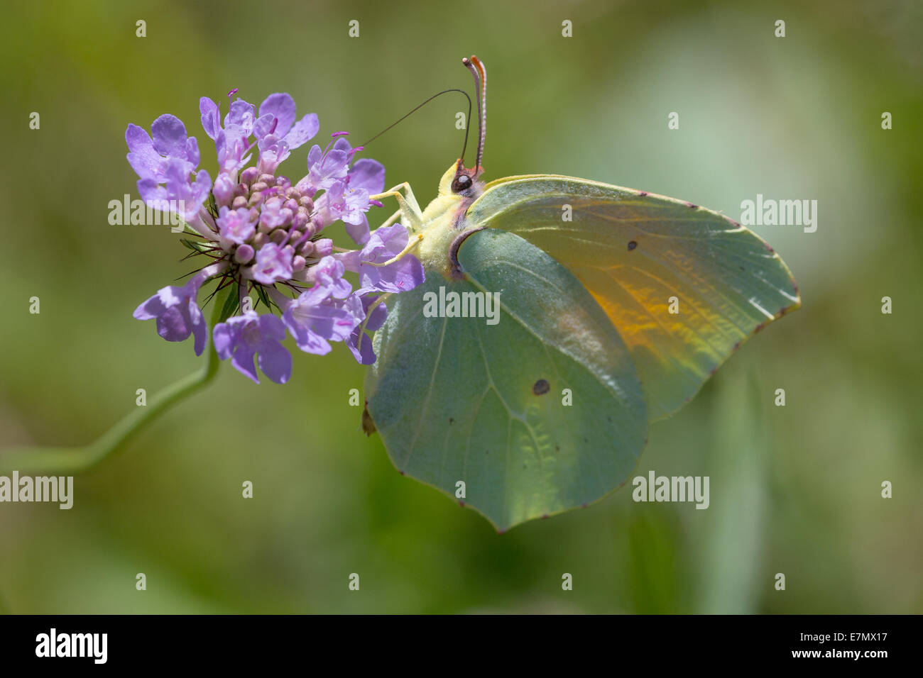 Cleopatra butterfly hi-res stock photography and images - Alamy