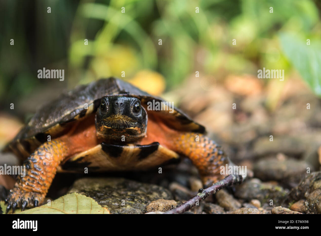 Amazing turtle hi-res stock photography and images - Alamy