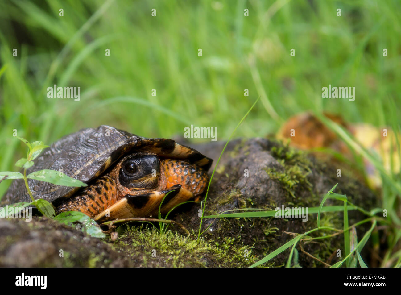 Turtle legs hi-res stock photography and images - Alamy