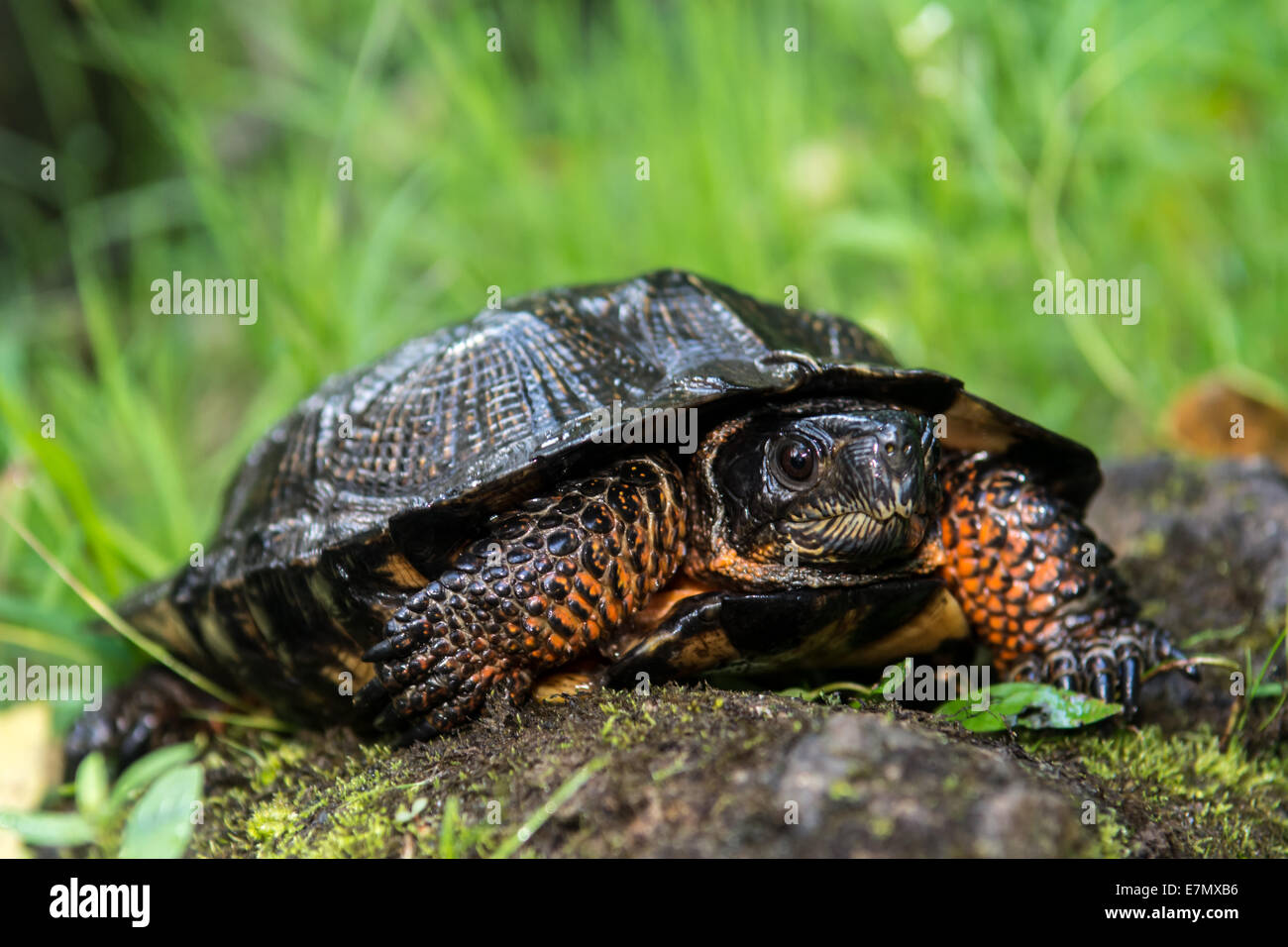 Turtle species identification hi-res stock photography and images - Alamy