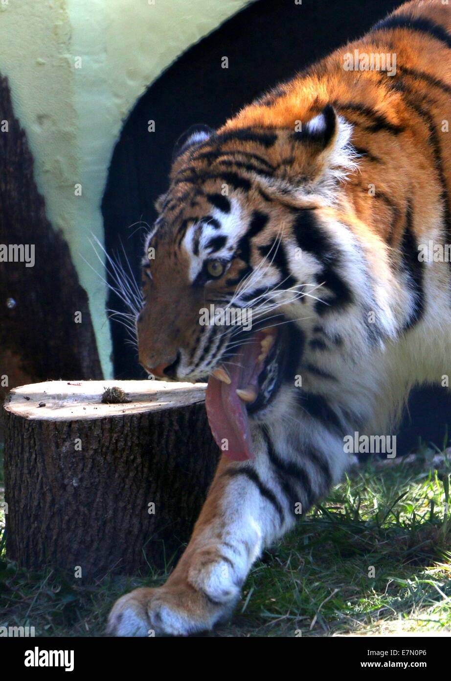 A four year old tigress named Naisha, who was born in England, enters ...