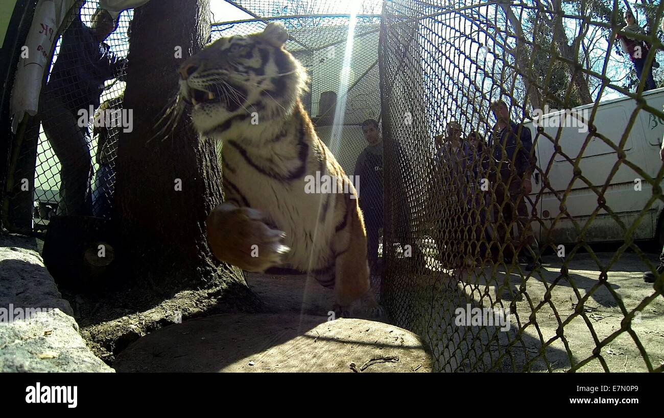 A four year old tigress named Naisha, who was born in England, enters ...
