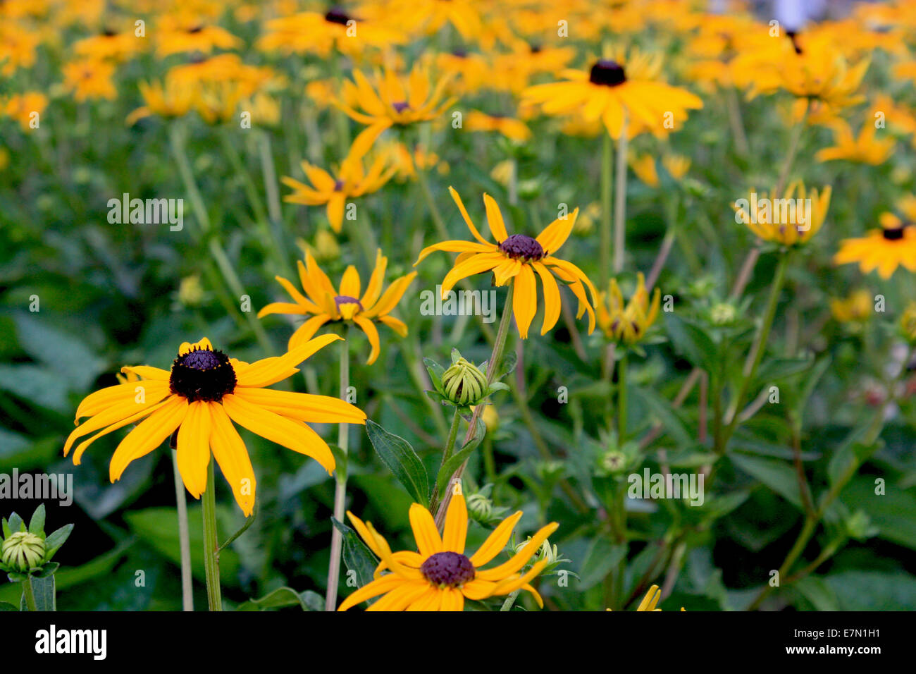 Field of Yellow Flowers Stock Photo - Alamy