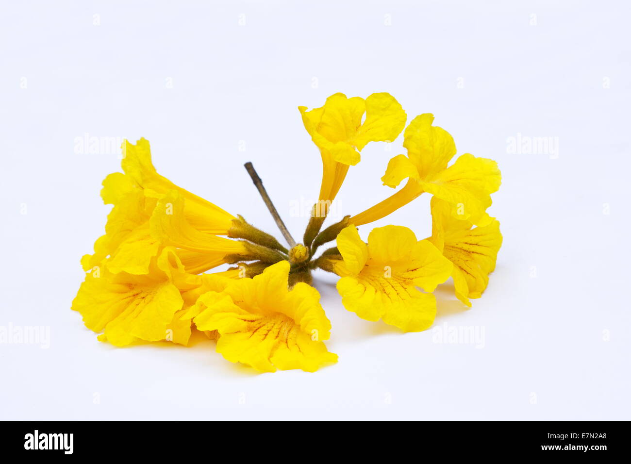 Caribbean trumpet tree hi-res stock photography and images - Alamy