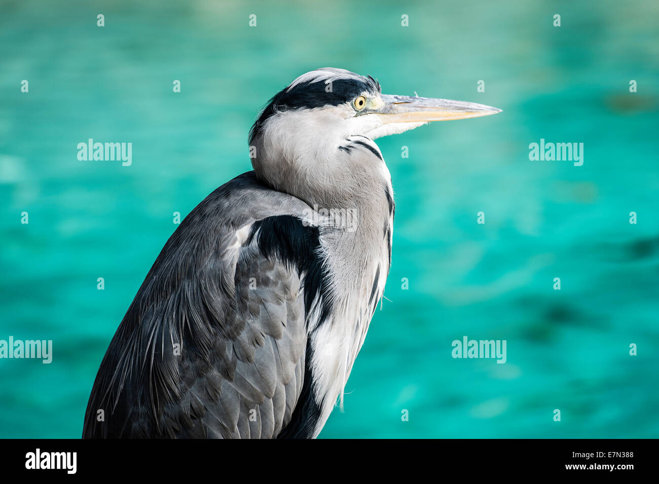 Herons are medium to large sized birds with long legs and neck Stock ...
