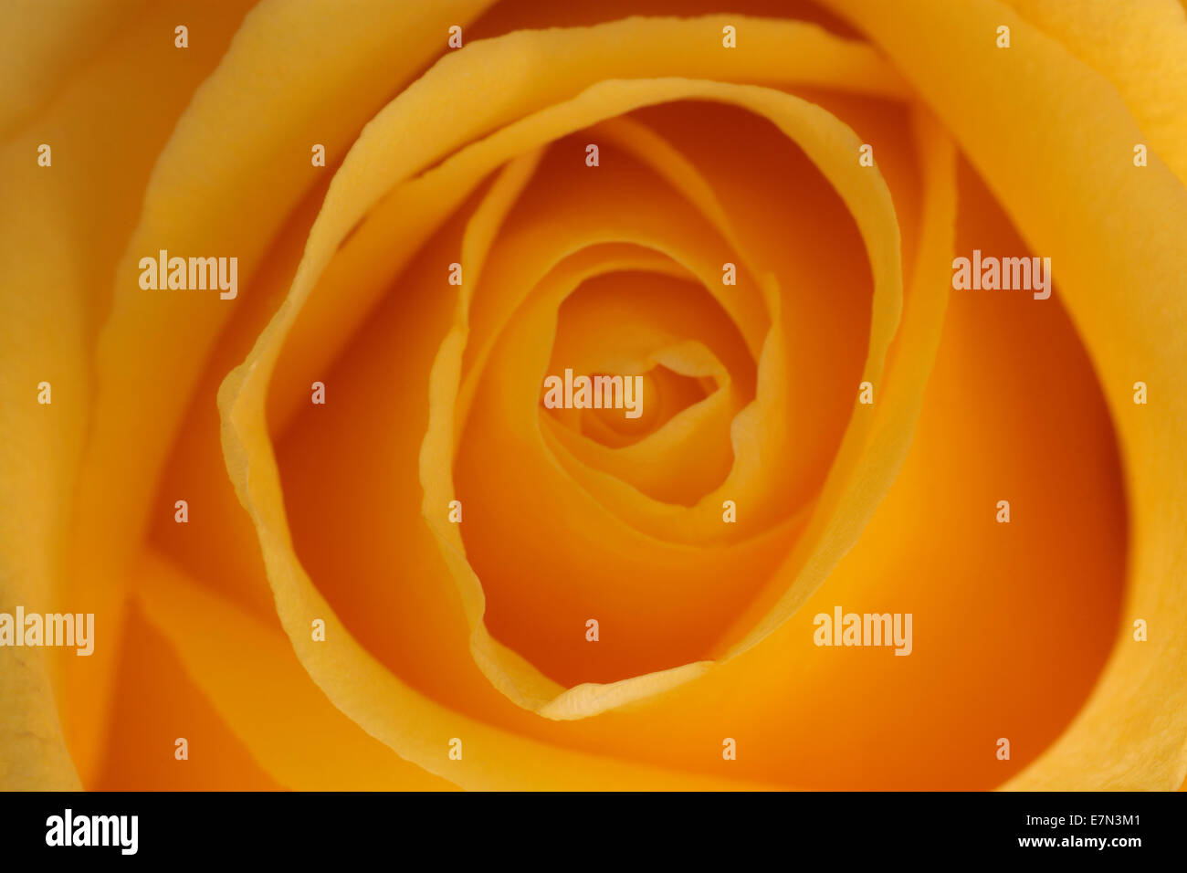 Yellow Rose Macro Stock Photo - Alamy
