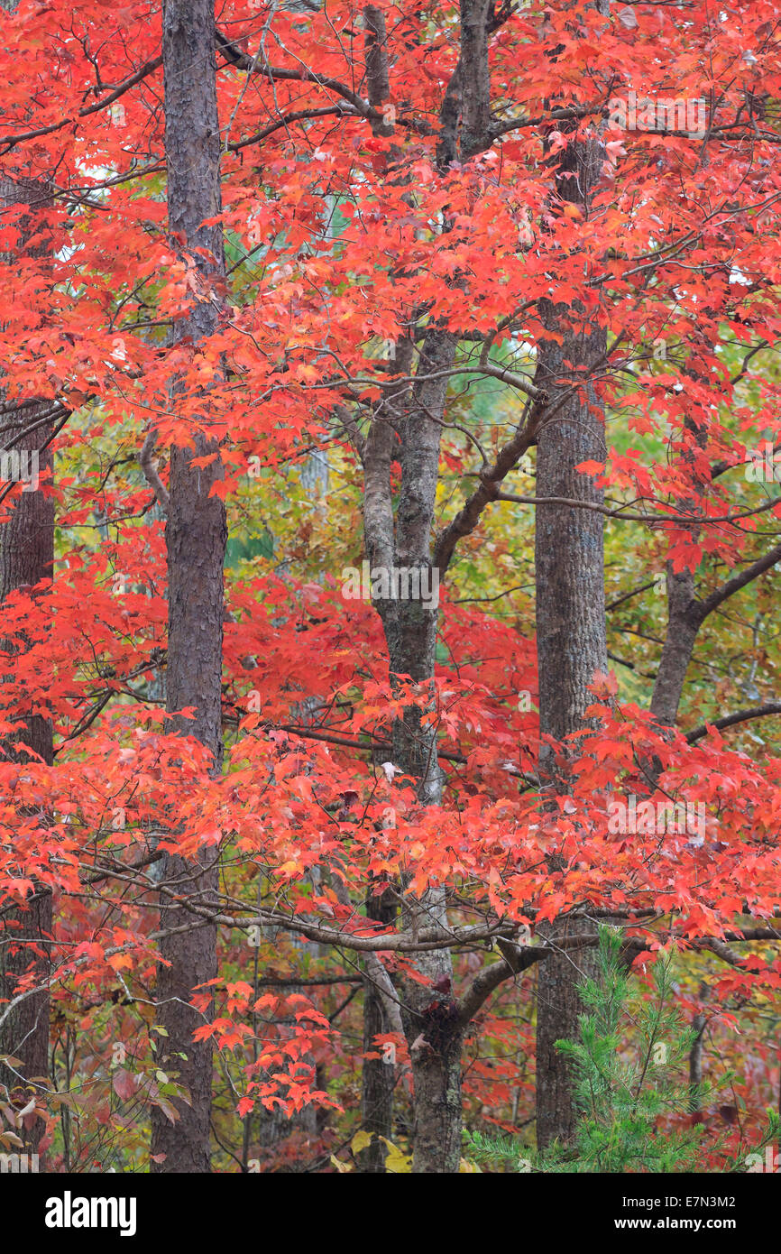 Red Sweet Gum Tree in Fall Stock Photo - Alamy