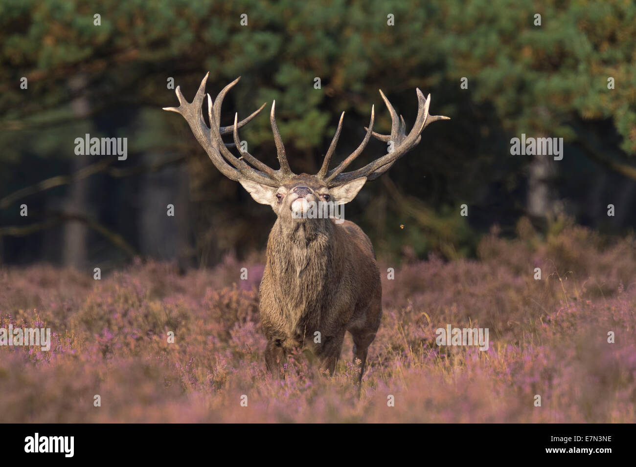 Heathland heath hi-res stock photography and images - Alamy