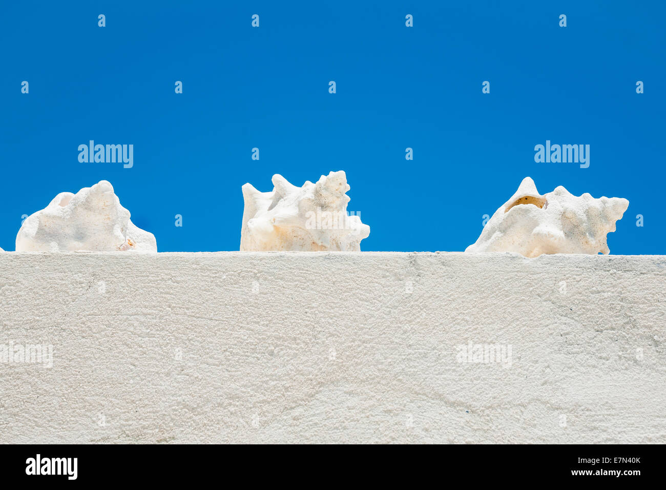 Three conch shells atop white wall Stock Photo - Alamy