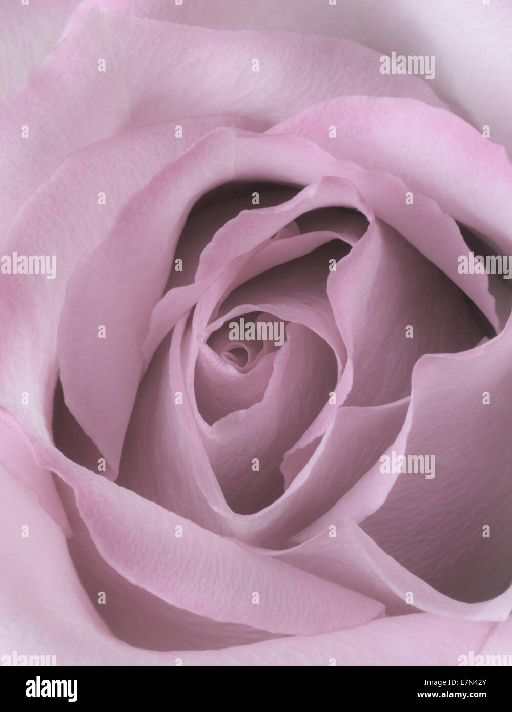Pink Rose Desaturated Stock Photo - Alamy