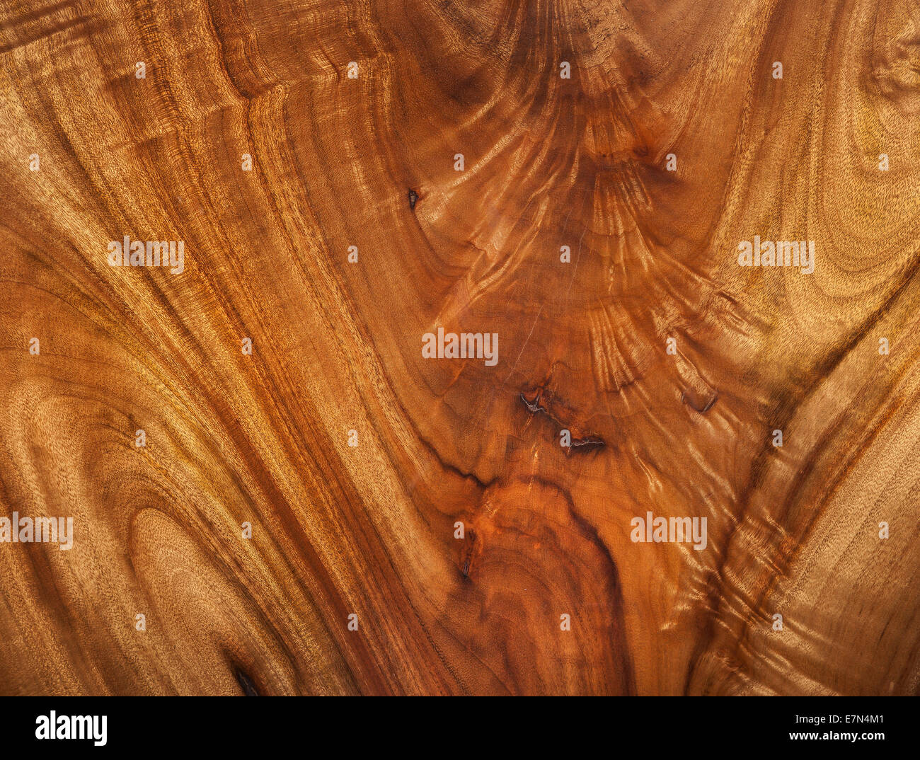 camphor laurel timber beautiful color timber Stock Photo - Alamy