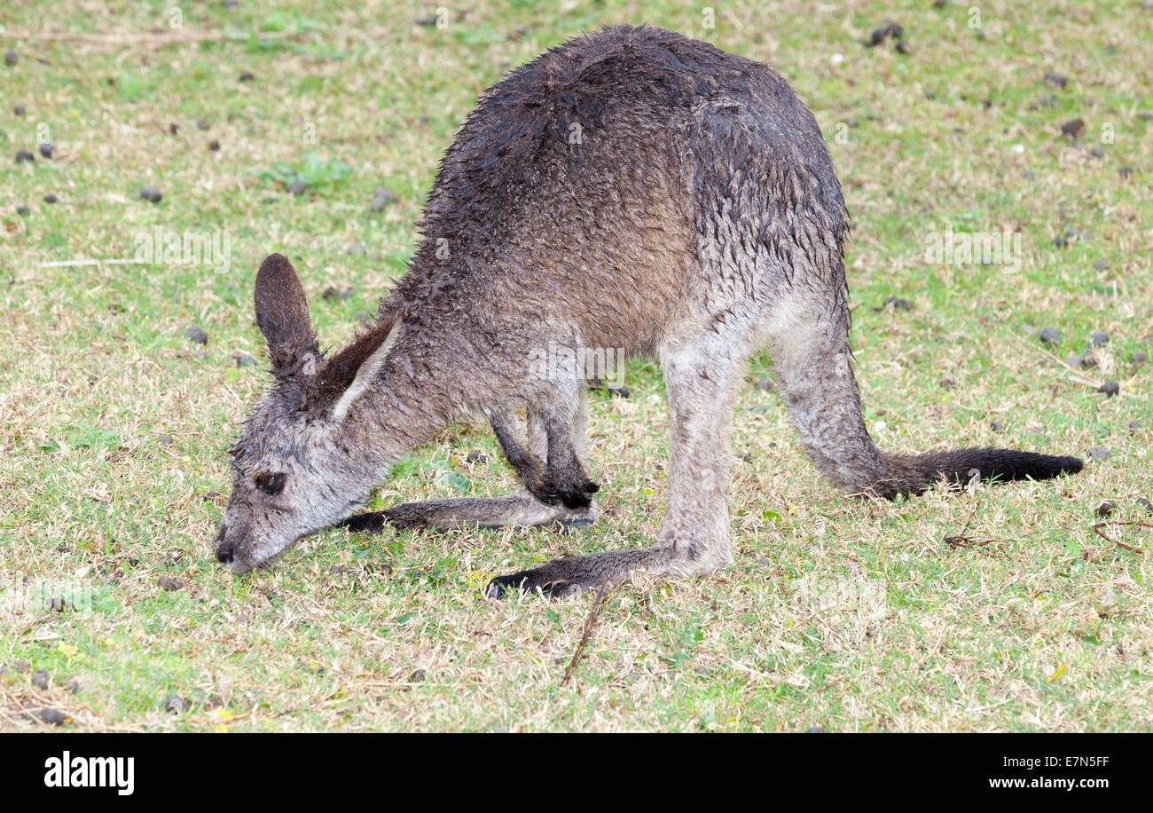 kangaroo grazing after a rain fall Stock Photo - Alamy