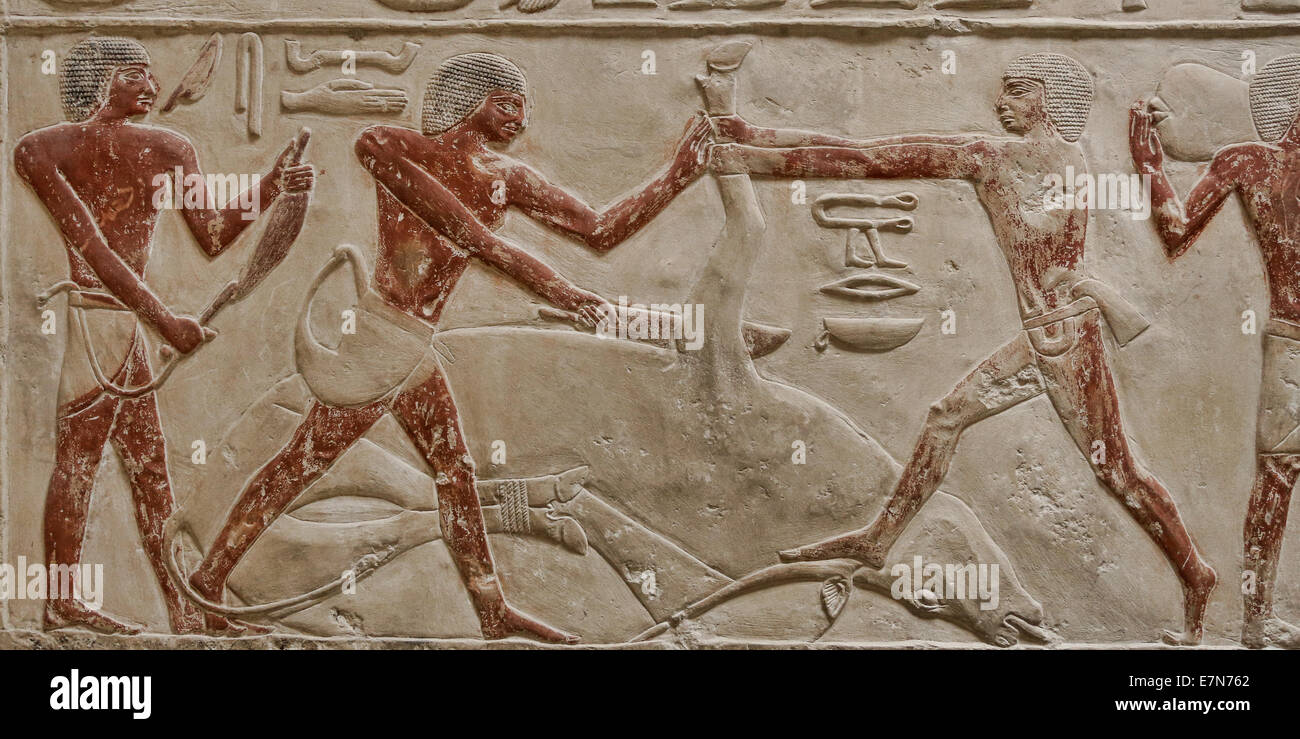 Giving offerings (slaughtering a bull) scene from the tomb of the ...