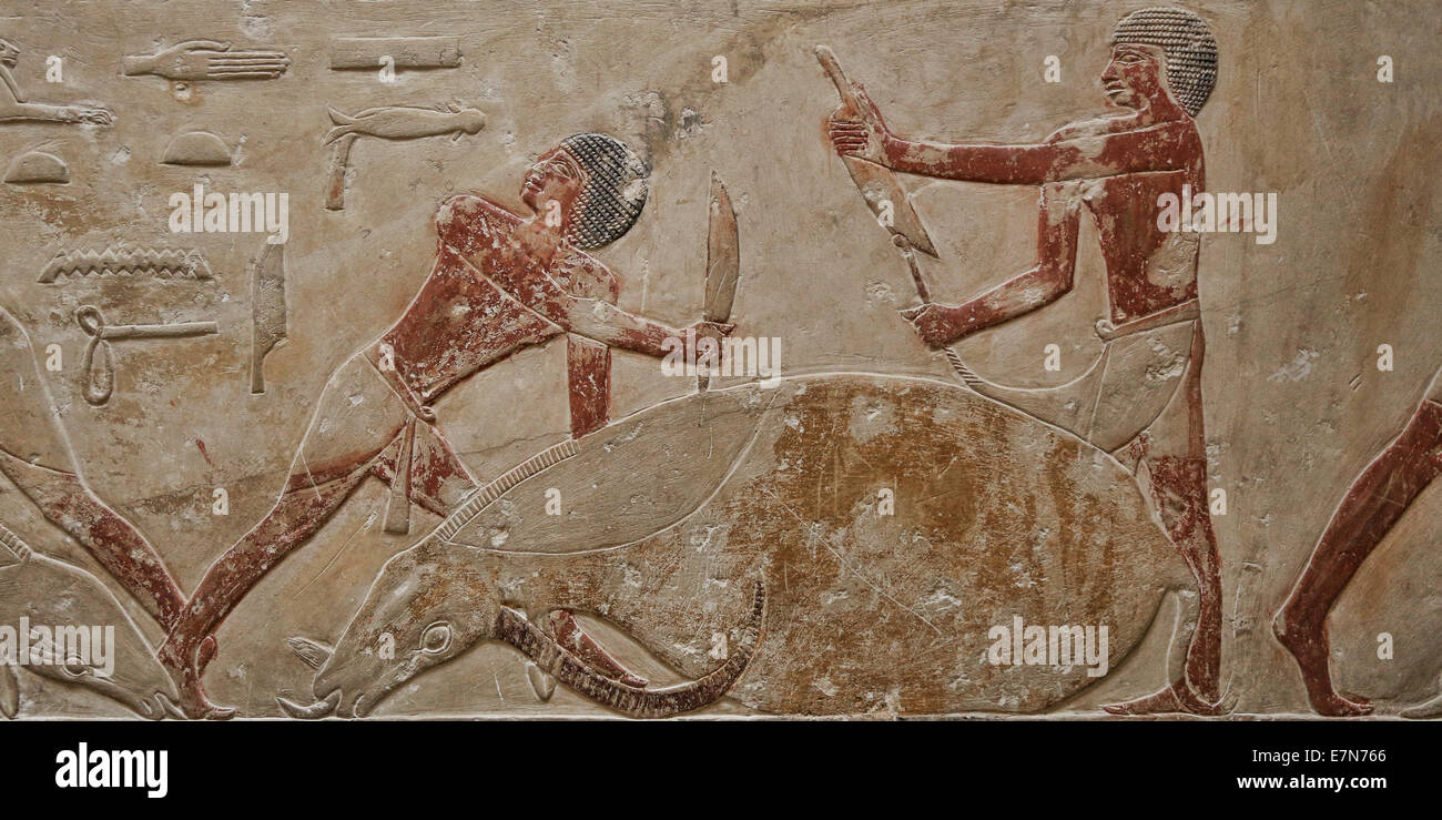 Giving offerings (slaughtering a bull) scene from the tomb of the ...