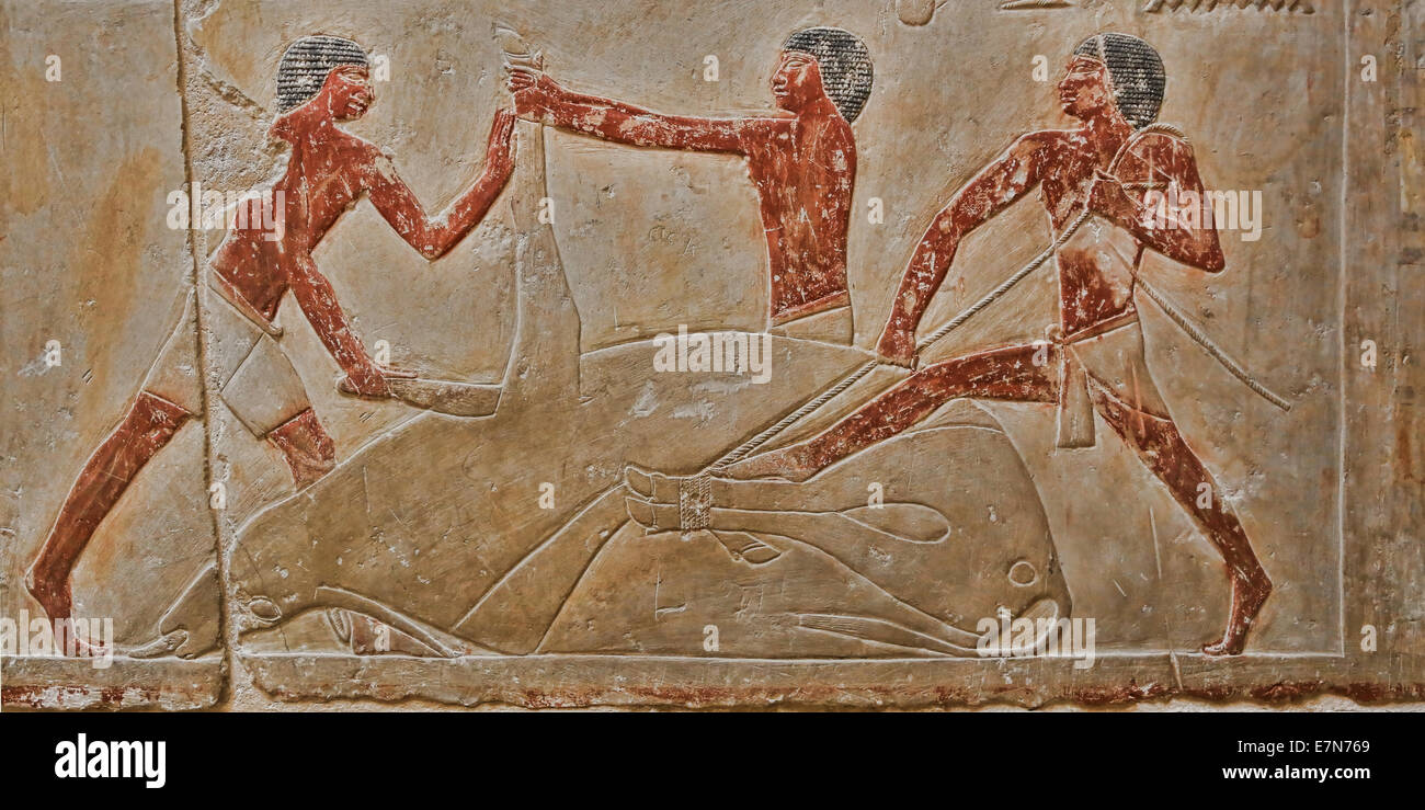 Giving offerings (slaughtering a bull) scene from the tomb of the ...