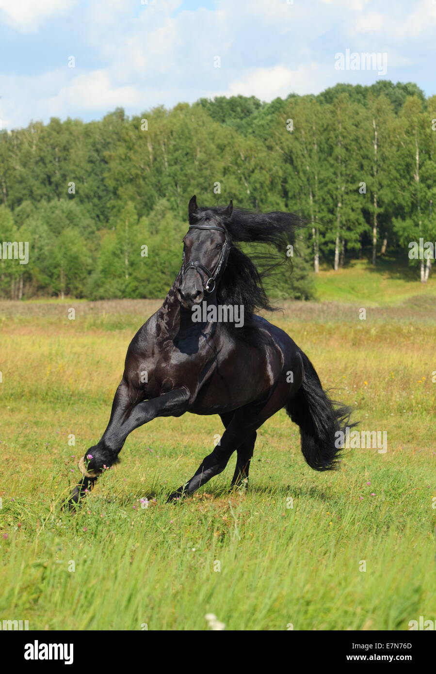 Friesian horse galloping meadow hi-res stock photography and images - Alamy
