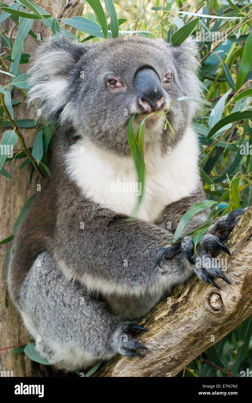 A full length shot of a young healthy koala eating in a tree Stock ...