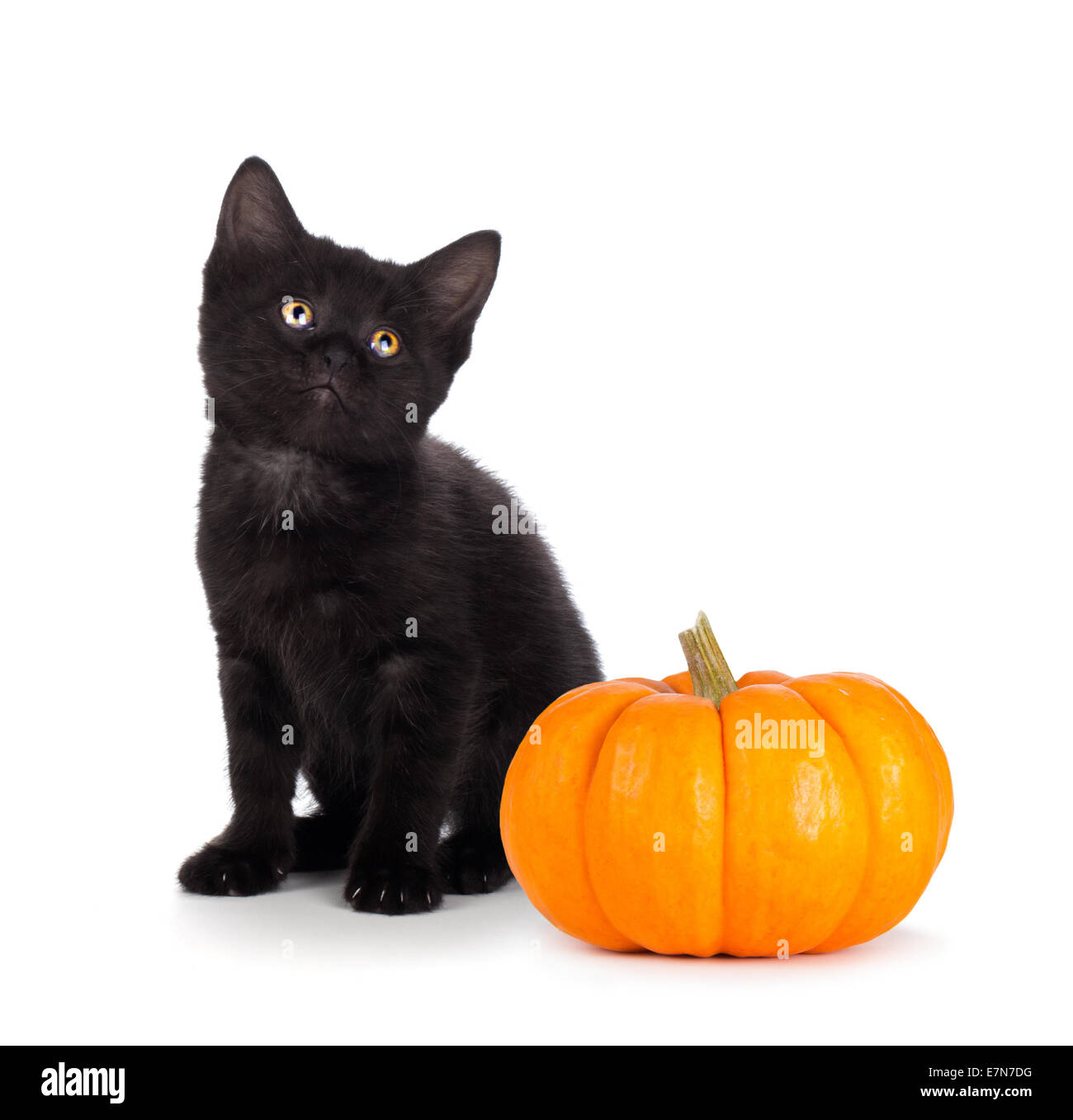 Cute black kitten next to a mini pumpkin isolated on white Stock Photo ...