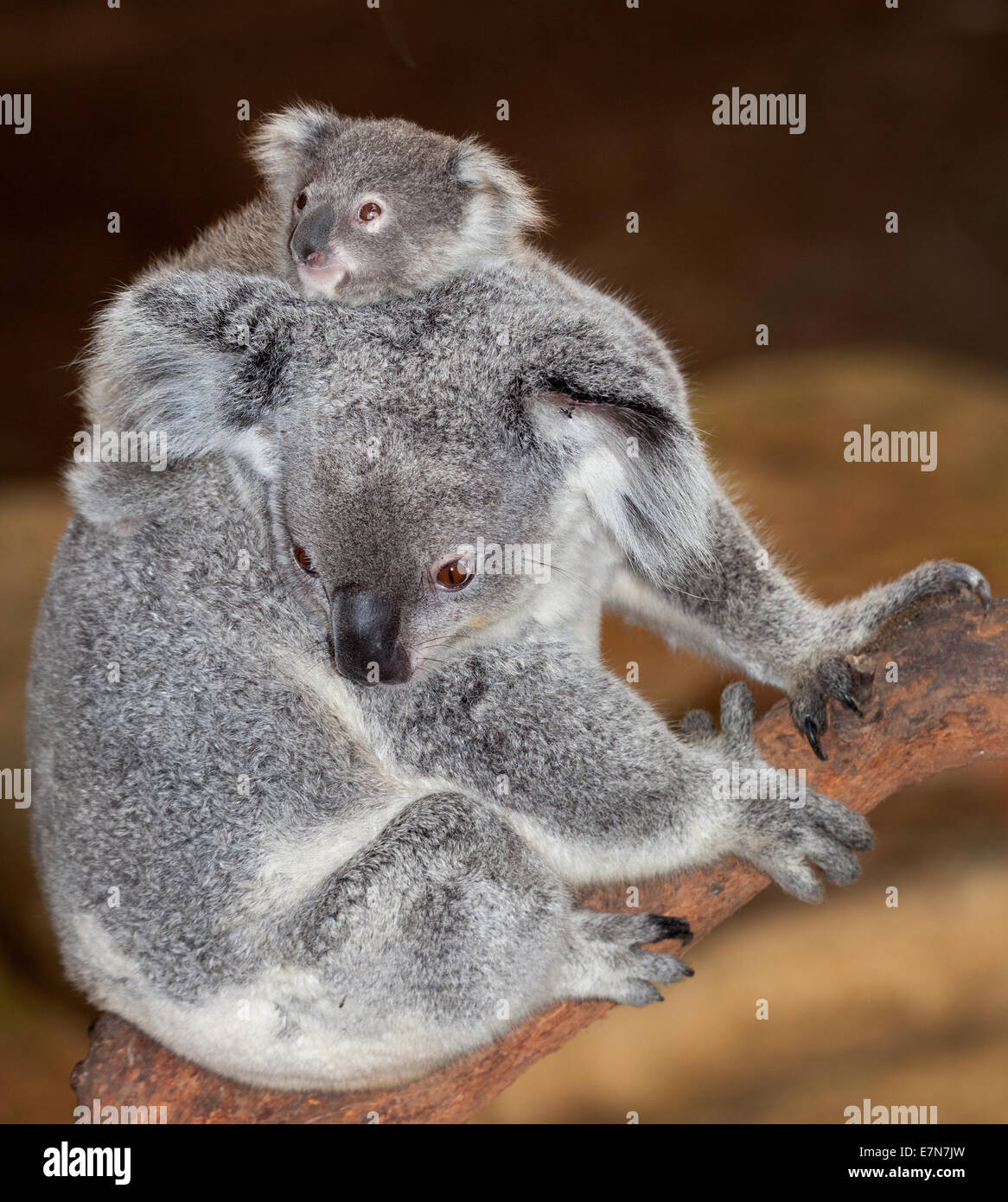 Koala joey hi-res stock photography and images - Alamy