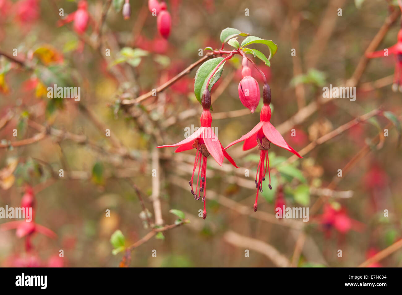 red pink fuschia plant flowers with an extremely shallow depth of field ...