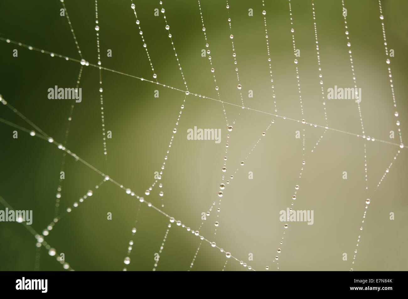 Condensed dew water drops caught suspended on fine strands of spider ...
