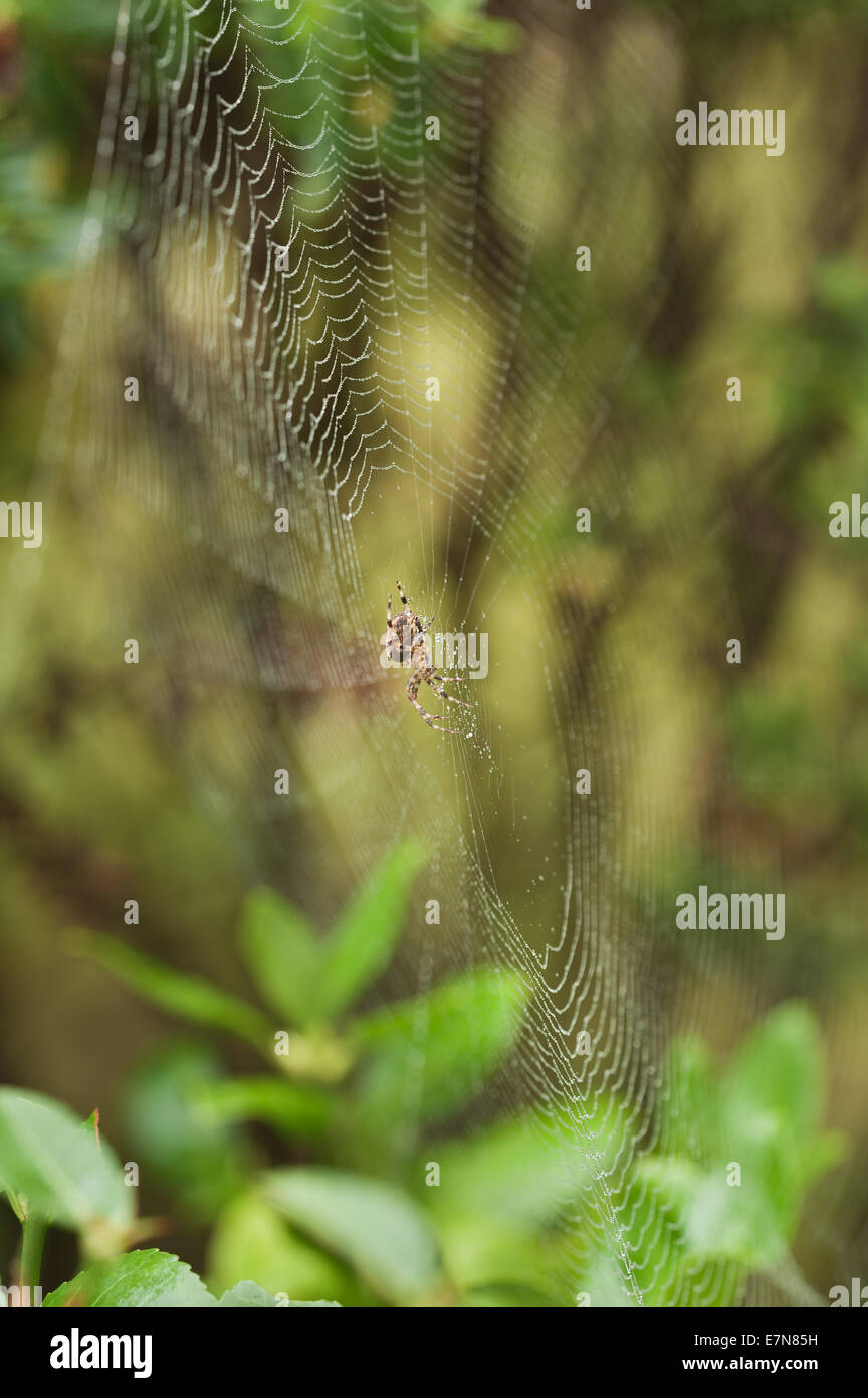 Common garden spider on large spiders web approx 60cm diameter Stock ...