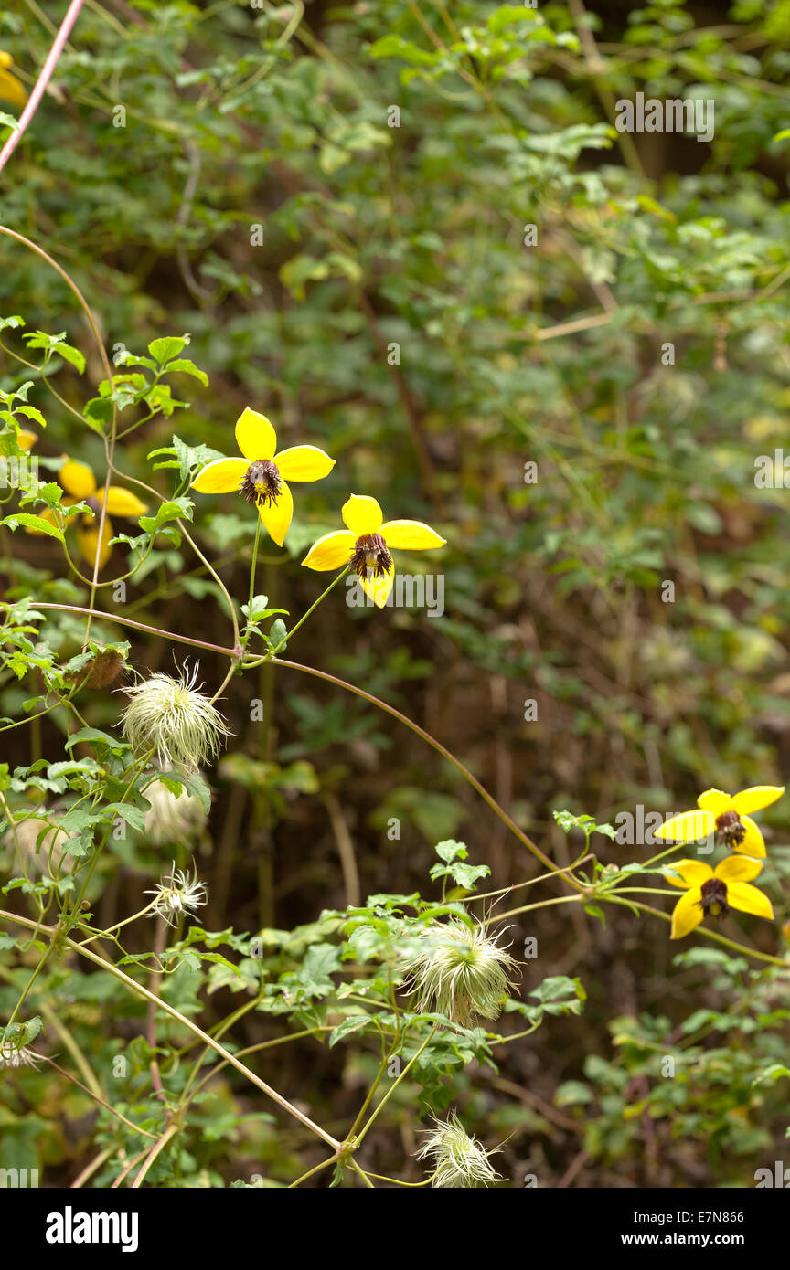 Yellow bell clematis hi-res stock photography and images - Alamy