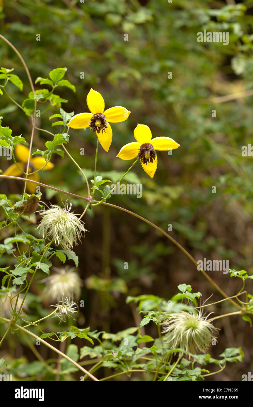 Attractive clematis climber bright golden yellow with long anthers ...