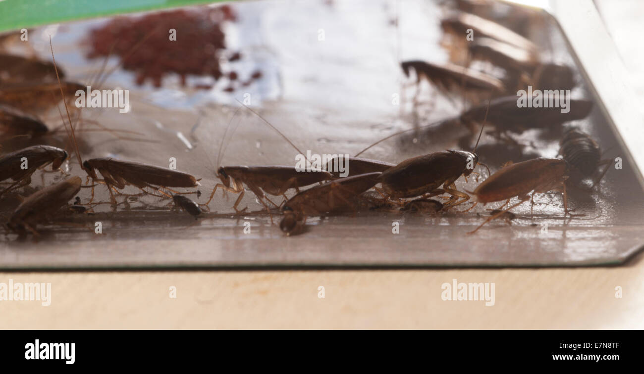 Cockroaches in glue trap, closeup shot, local focus Stock Photo - Alamy