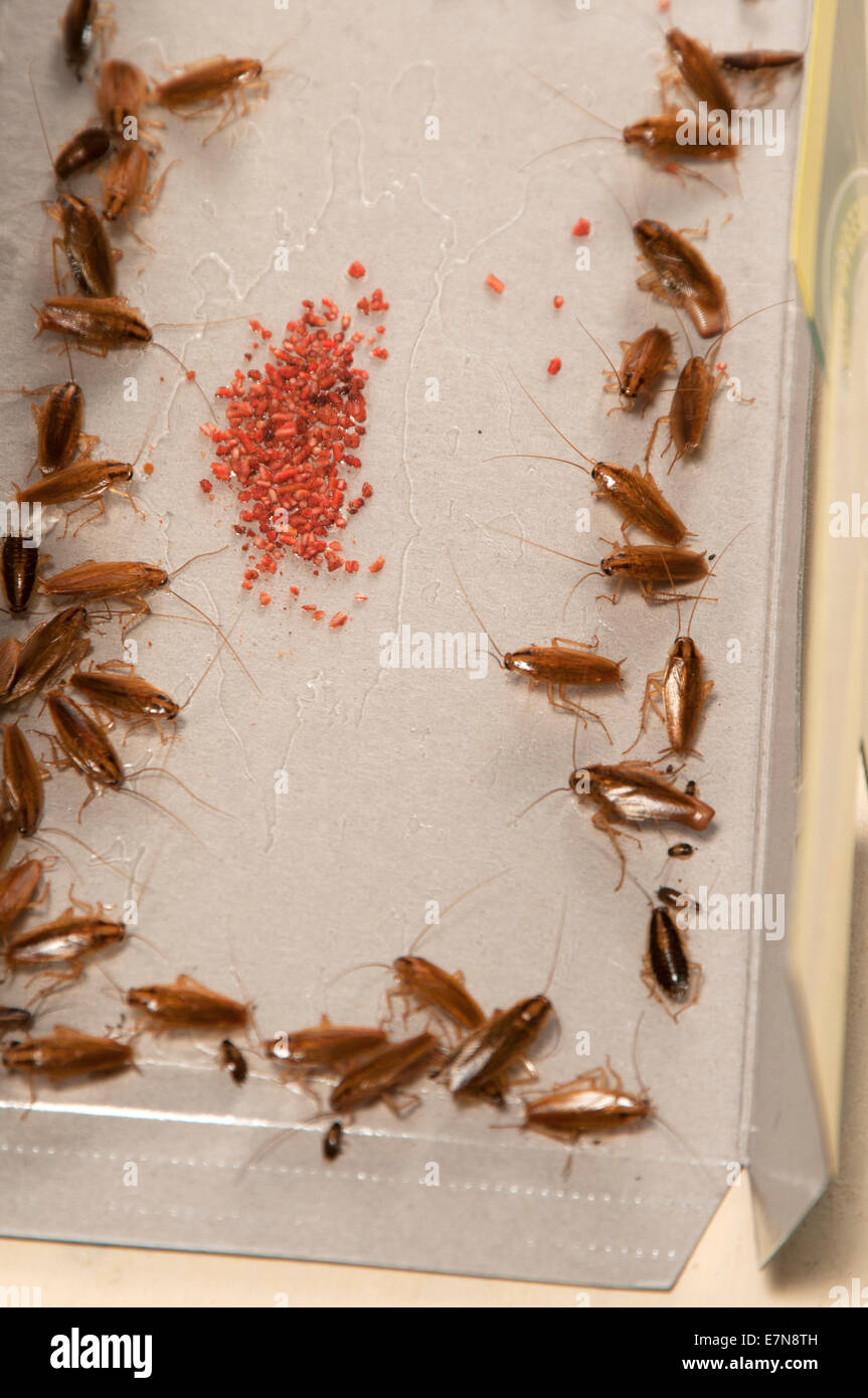 Cockroaches hi-res stock photography and images - Alamy