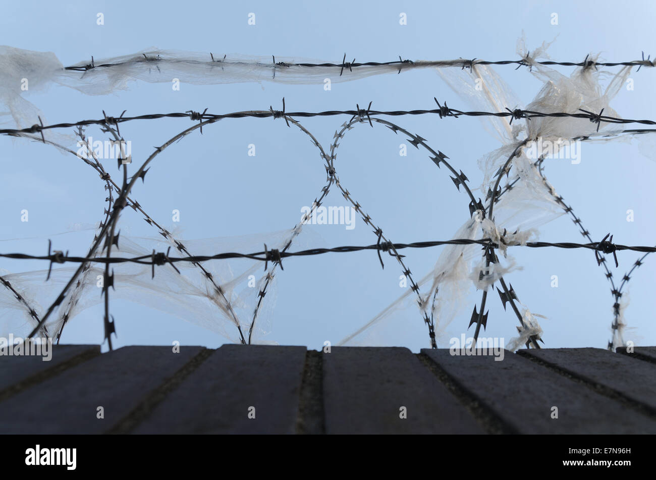 Razor wire injury hi-res stock photography and images - Alamy